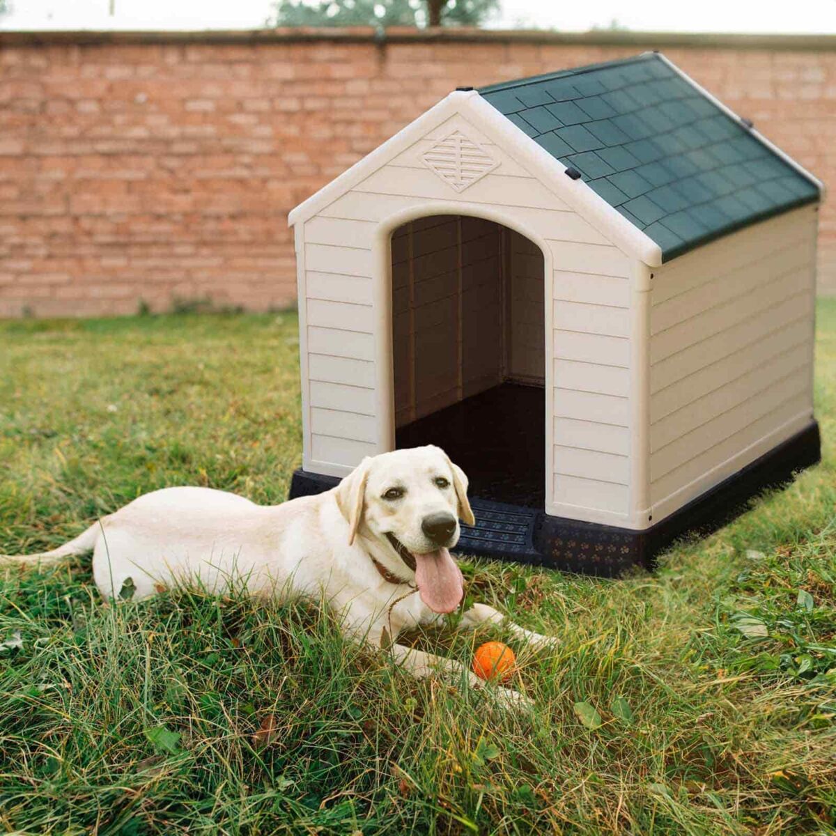 Segurança: Casotas para cães pequenos